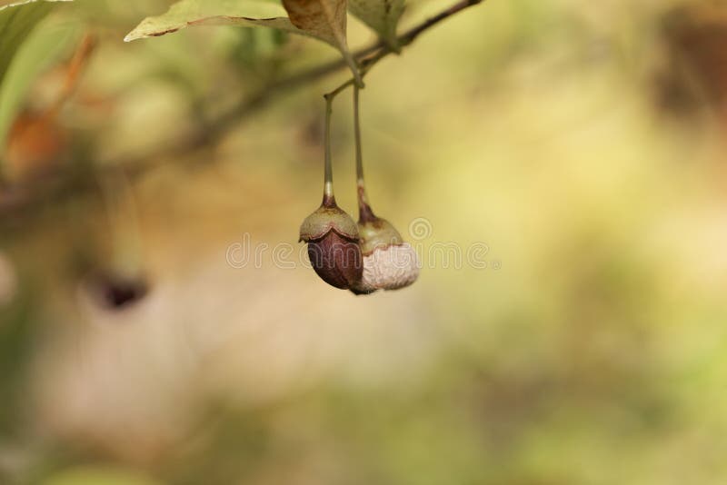 Fruits of Styrax japonicus stock image. Image of female - 132071329