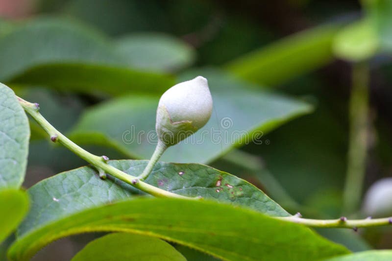 Fruits of a Styrax obassia stock image. Image of summer - 336259931