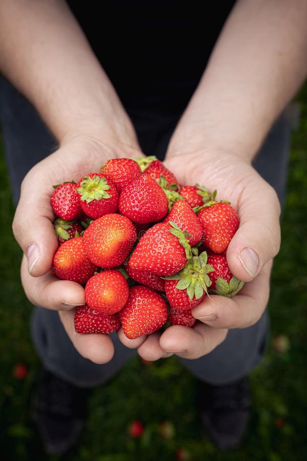 Fruits Summer Fresh Strawberries in Hands Stock Photo - Image of juicy ...