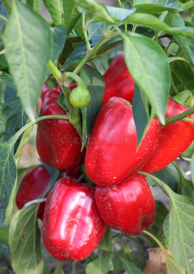 The Fruits of Sweet Pepper Ripened on the Bush Stock Image - Image of ...