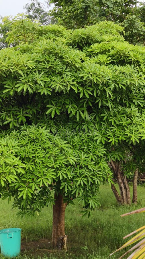 Trees with Dust Bin To Environment Green and Fresh Air. Stock Image ...