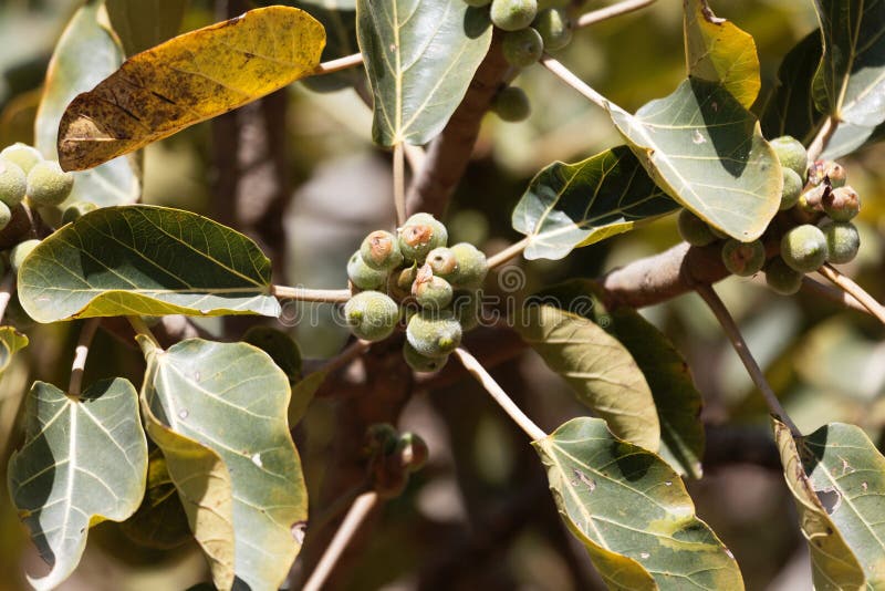 146 Ficus Sycomorus Stock Photos - Free & Royalty-Free Stock Photos ...