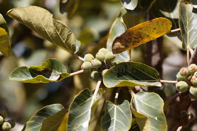 Fruits Of Sycamore Maple Acer Pseudoplatanus Stock Image - Image of ...