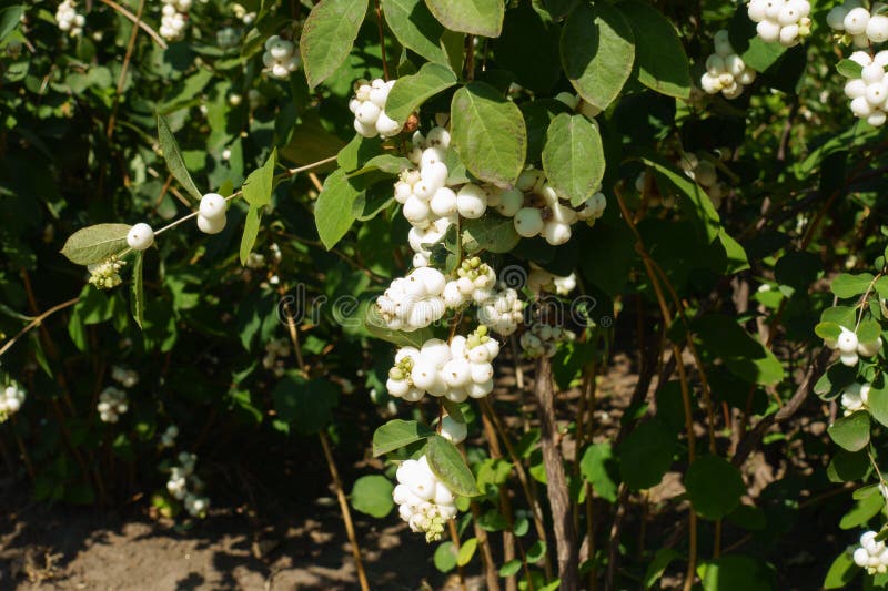 Fruits Symphoricarpos Albus September Stock Photos - Free & Royalty ...