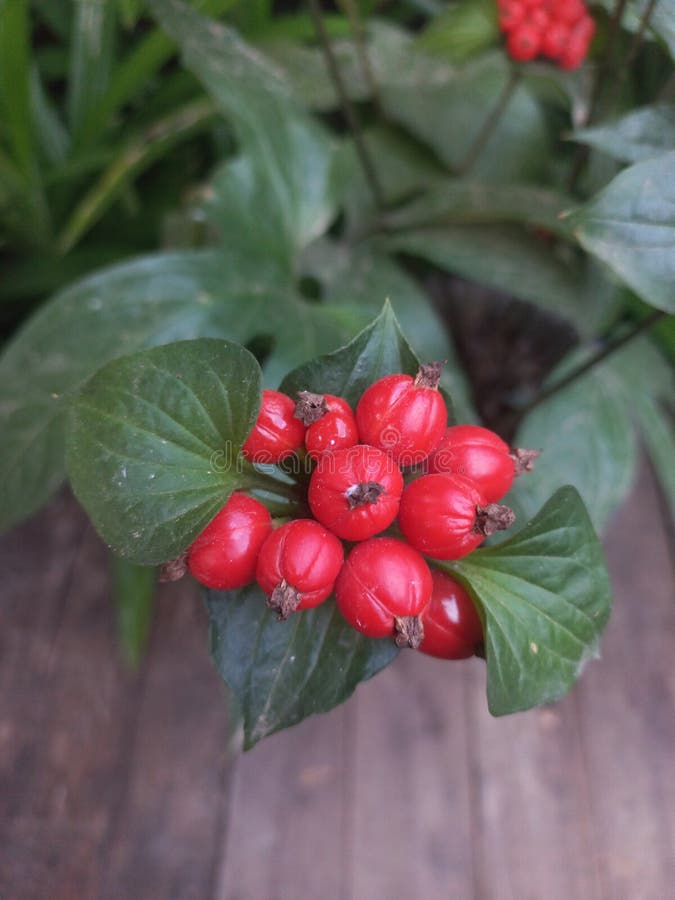 Tacca palmata stock image. Image of plant, bulbous, animal - 237431109