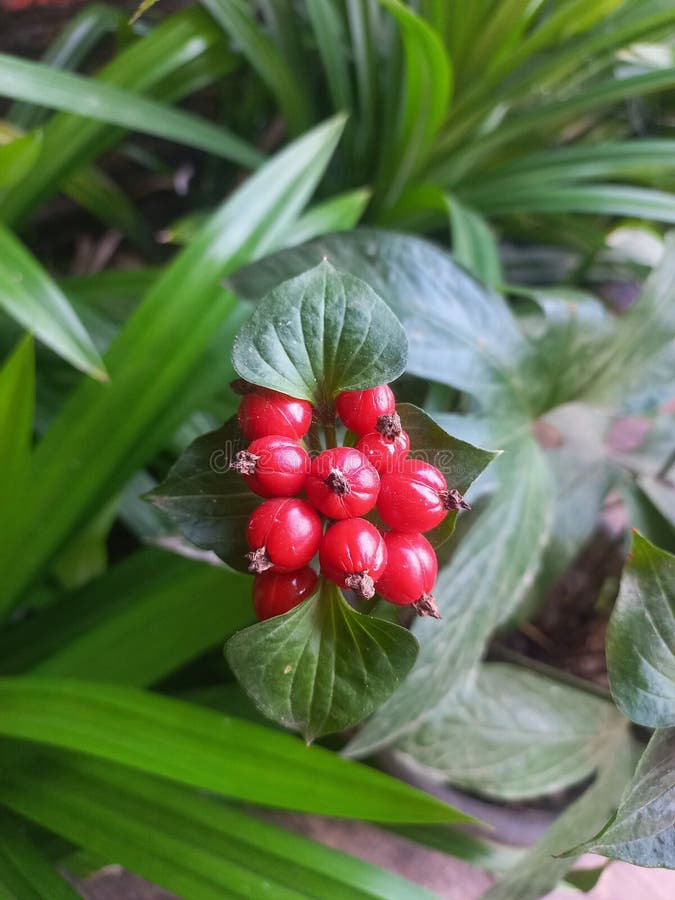 Tacca palmata stock image. Image of plant, bulbous, animal - 237431109