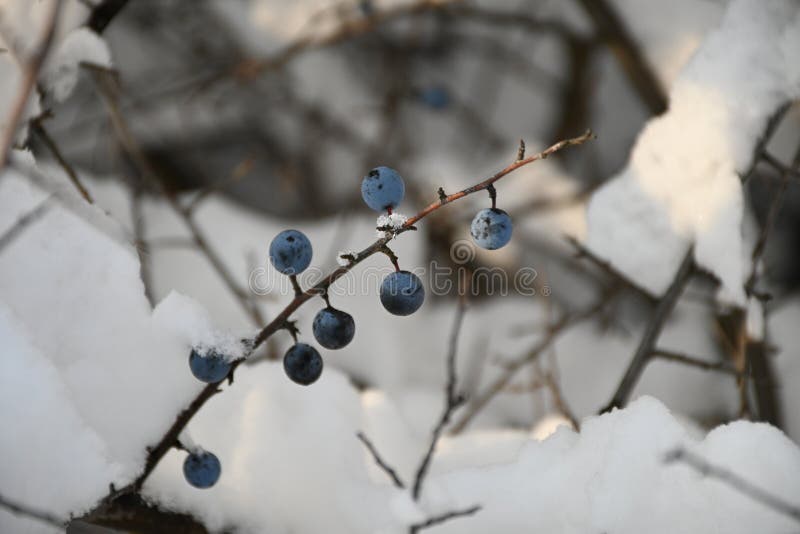 The Fruits of Thorns in Winter Stock Photo - Image of winter, wild ...