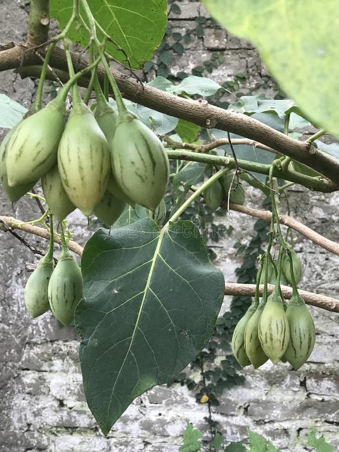 Fruits of the tomato tree. stock photo. Image of tree - 313185694