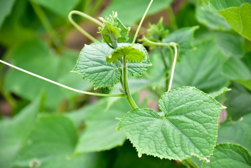 Snake gourd plant stock image. Image of ingredient, growing - 193658295