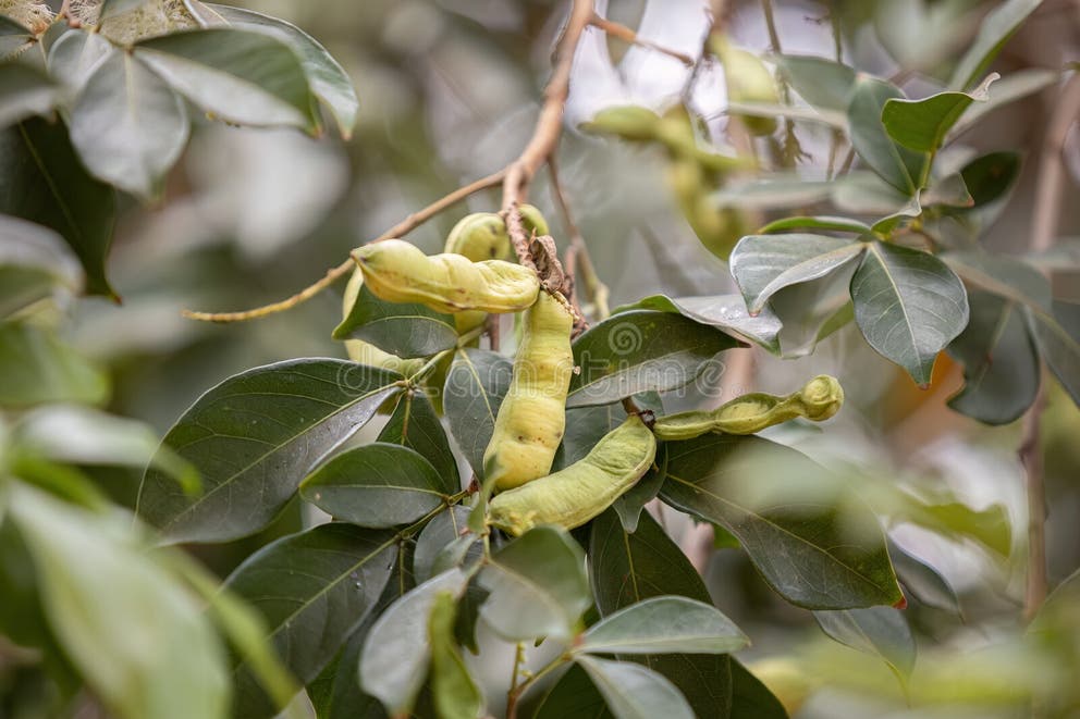 Fruits of the Tree Called Inga Stock Image - Image of closeup, branch ...