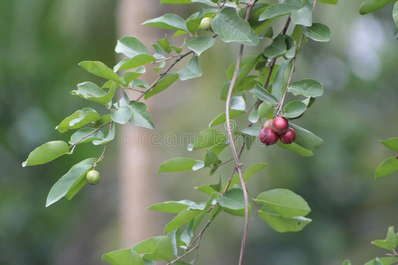 Flacourtia jangomas leaves stock image. Image of beautiful - 104516091