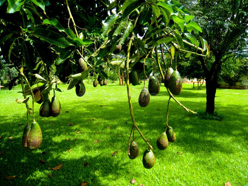 Uganda Countryside Panorama Stock Image - Image of panorama, africa ...