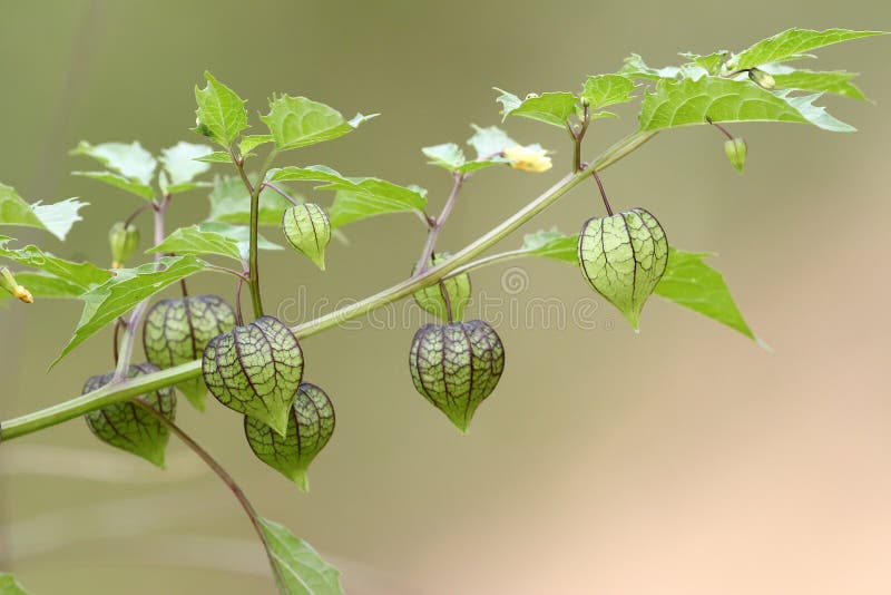 Fruits stock photo. Image of plenty, fruits, tree, yields - 78848196