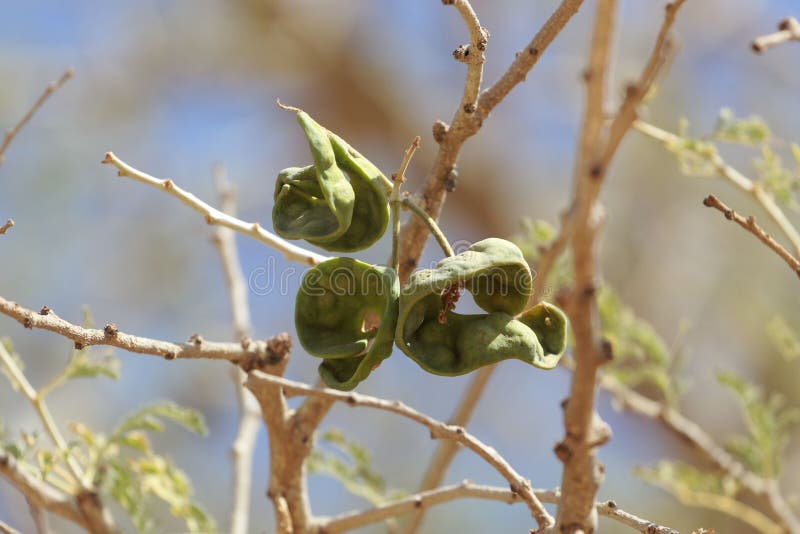 The Fruits of Vachellia Nilotica Commonly Known As Gum Arabic Tree ...