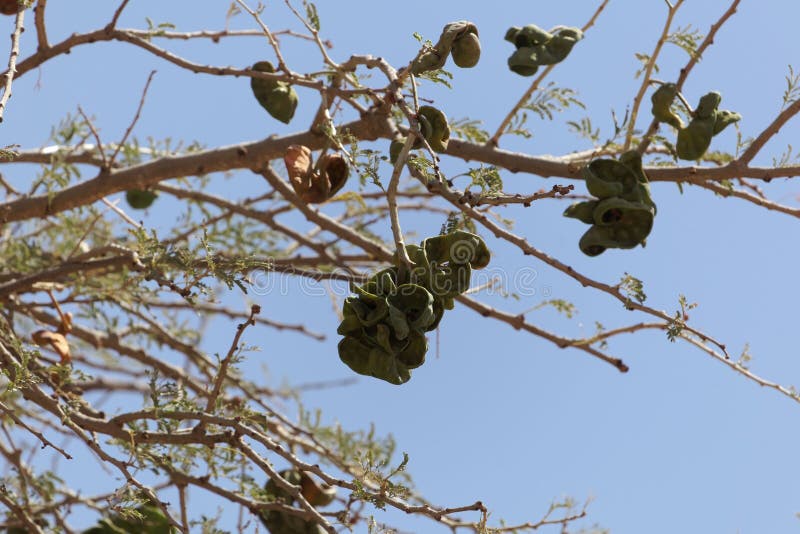 The Fruits of Vachellia Nilotica Commonly Known As Gum Arabic Tree ...