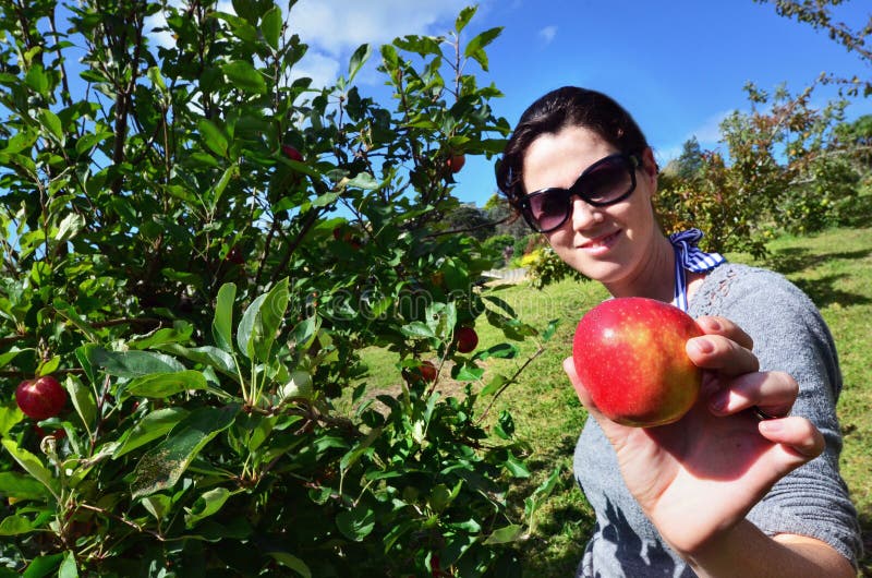 Fall Apple Harvest stock image. Image of snack, brown - 1267295