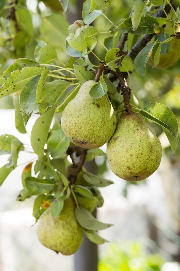 Close-up of Pears on the Tree Stock Image - Image of tree ...