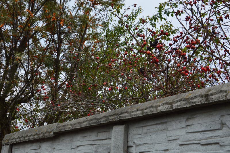Fruits and Vegetables in the Forest and Garden in the Country Stock ...