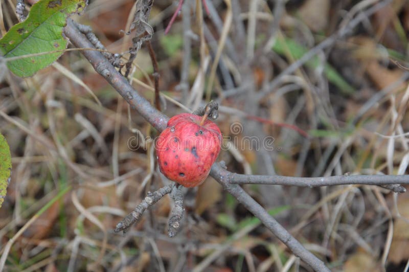 Fruits and Vegetables in the Forest and Garden in the Country Stock ...