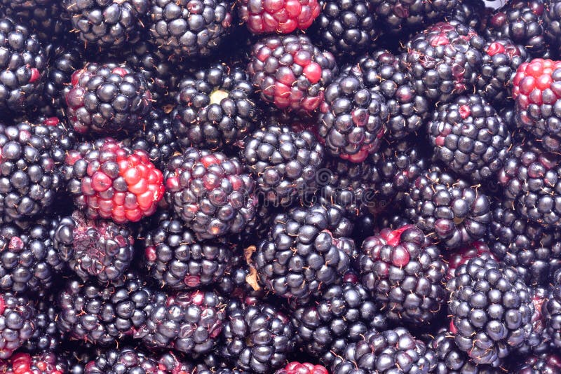 Freshly Picked Black Raspberries Stock Image - Image of agriculture ...