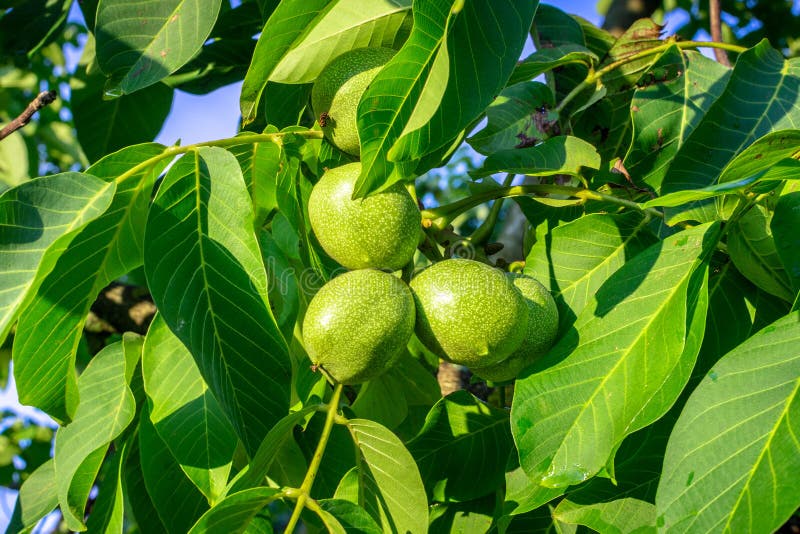 Fruits of a Walnut on a Branch of a Tree. Walnut Tree Grow Waiting To ...