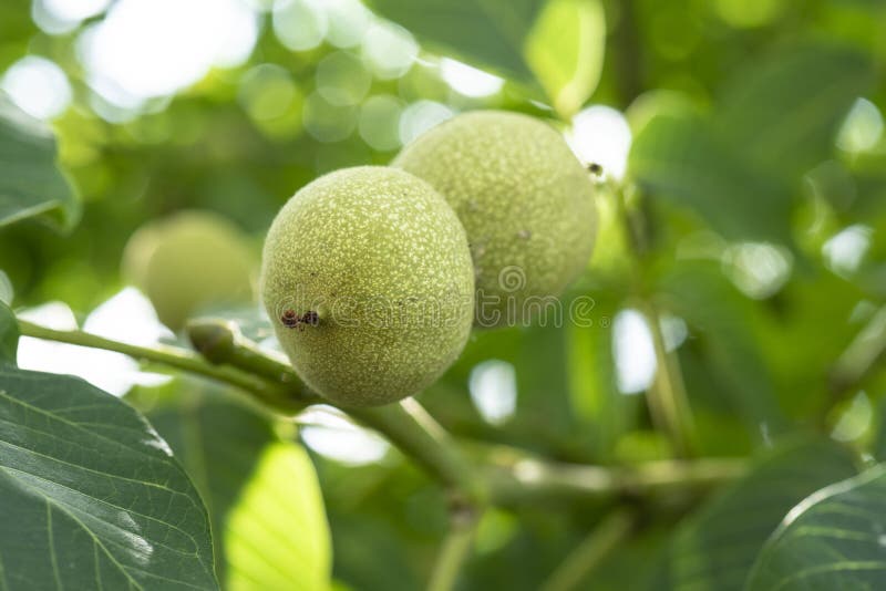 Sun, Tree and Branches of Walnut Berries. Stock Image - Image of leaf ...
