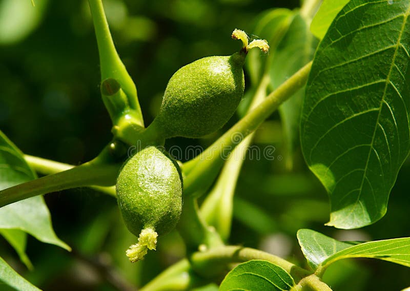 Fruits of walnut stock photo. Image of outdoor, summer - 273646456