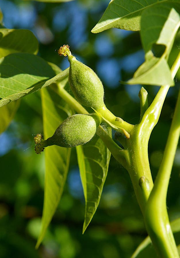 Fruits of walnut stock image. Image of fruits, healthy - 273646471
