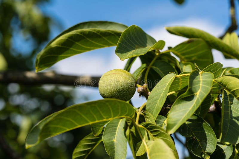 Walnut tree fruits stock photo. Image of agriculture - 228338724