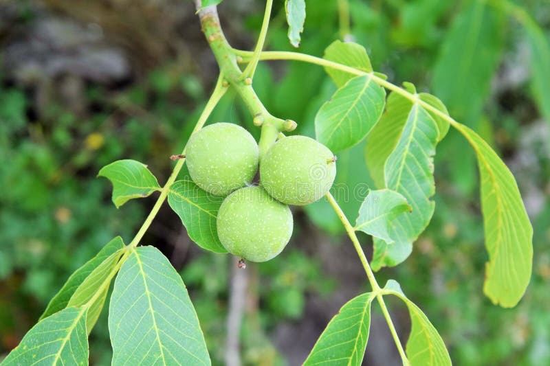 Fruits of Walnut on a Tree in Green Foliage Stock Image - Image of ...