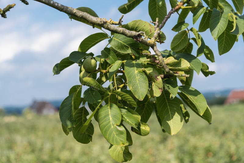 Walnut juglans regia stock image. Image of fruit, garden - 257699683
