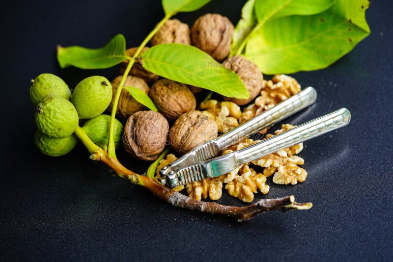 Walnut juglans regia stock image. Image of garden, leaf - 257699739