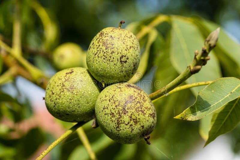 Walnut juglans regia stock image. Image of juglans, fruit - 257699653