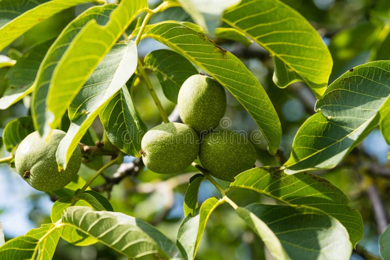 Walnut juglans regia stock photo. Image of healthy, fruits - 257699676