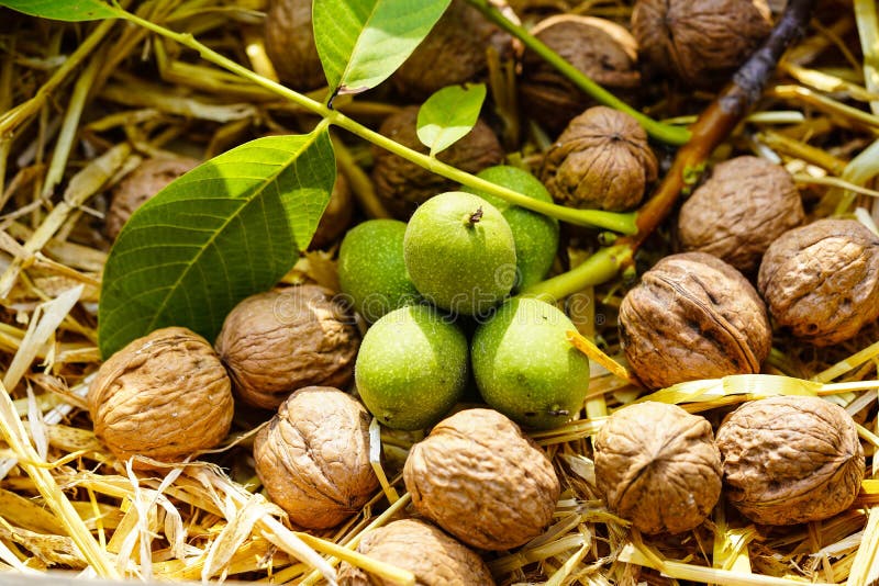 Walnut juglans regia stock image. Image of nutrition - 257699715