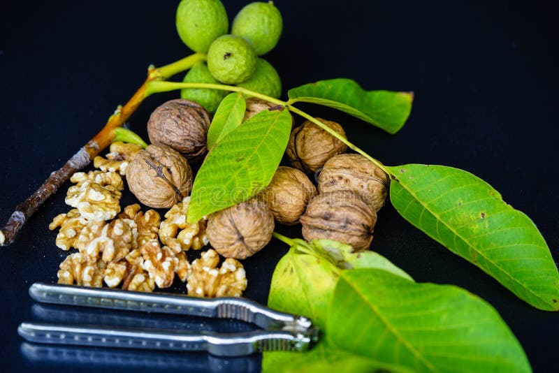 Walnut juglans regia stock image. Image of nutshell - 257699735