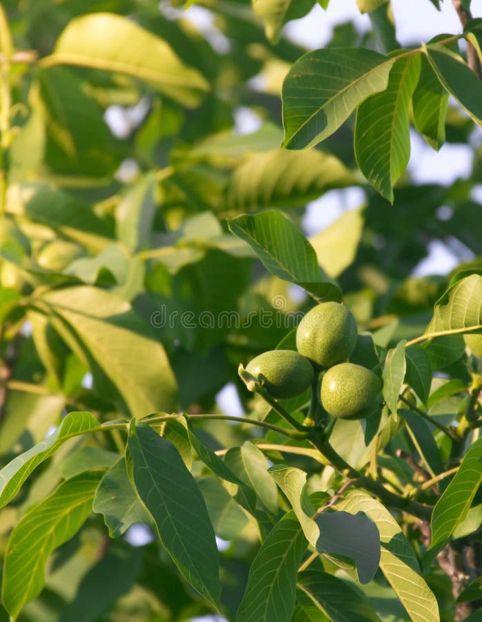 Fruits of a Walnut on a Tree in the Rays of Sunlight Sunset Stock Image ...