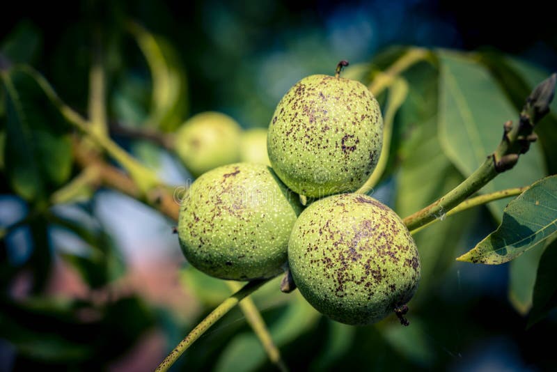 Walnut tree fruits stock image. Image of close, food - 228338697