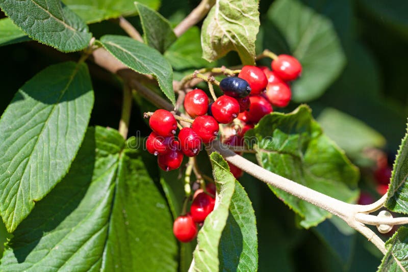 Fruits of a Wayfarer, Viburnum Lantana Stock Image - Image of flocked ...