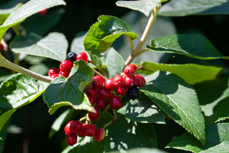 Fruits of a Wayfarer, Viburnum Lantana Stock Photo - Image of shrub ...