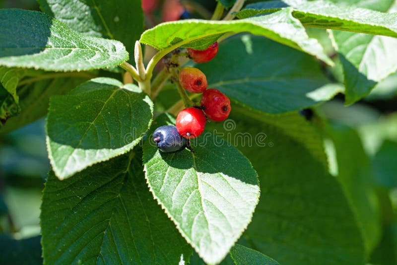 Fruits of a Wayfarer, Viburnum Lantana Stock Image - Image of lantana ...