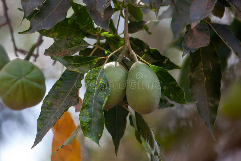 Fruits of a White Sapote, Casimiroa Edulis Stock Photo - Image of food ...