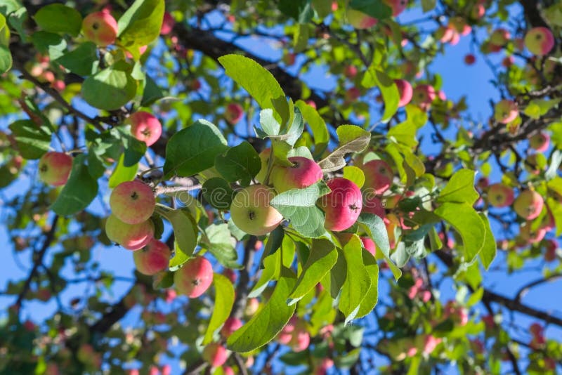 Fruits of a Wild Apple Tree on a Branch Against a Blue Summer Sky ...