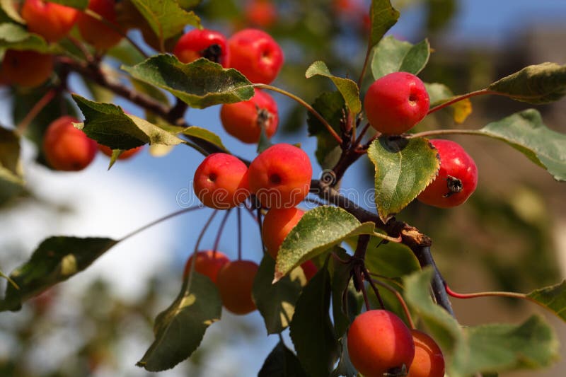 Fruits of a Wild Apple Tree Stock Photo - Image of biology, shrub: 78588228