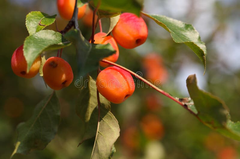 Fruits of a Wild Apple Tree Stock Photo - Image of park, apple: 78589318