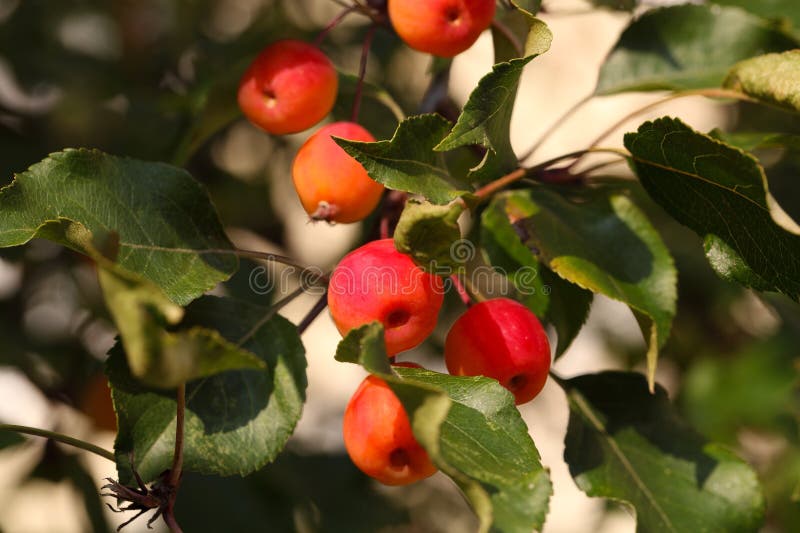 Fruits of a Wild Apple Tree Stock Photo - Image of fruit, shrub: 78590092