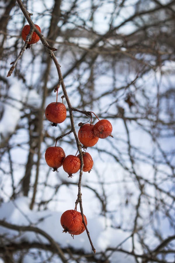 Fruits Wild Apple Trees Forest Winter on Twig Stock Image - Image of ...