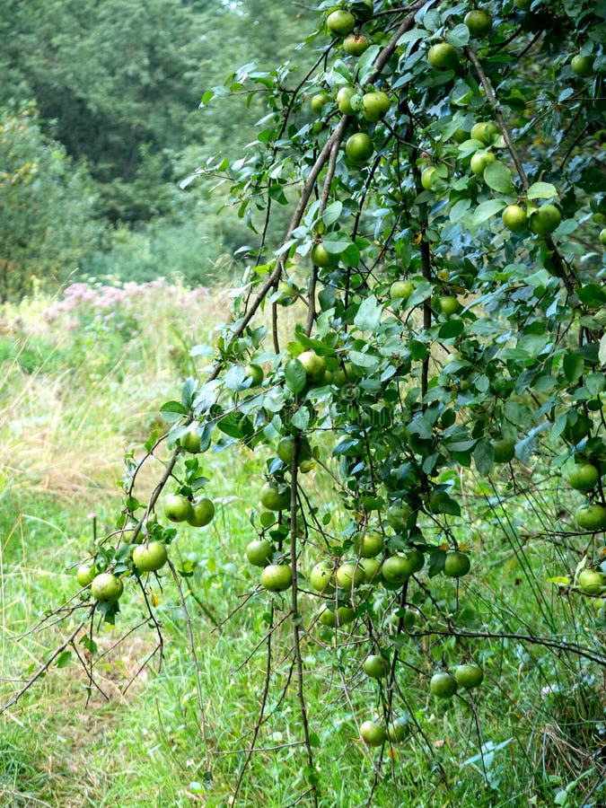Fruits of wild apples stock image. Image of apple, shrub - 87170019