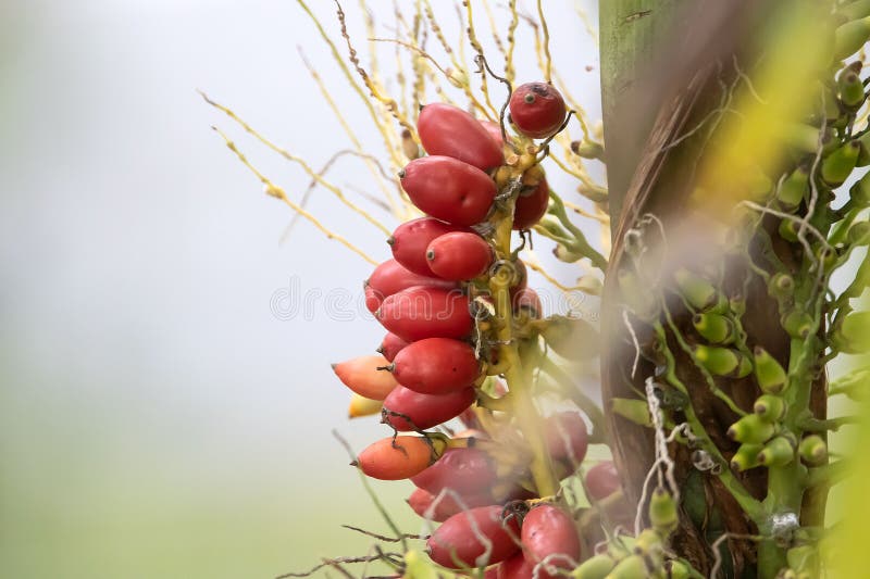 Fruits of a Wild Areca Palm, Areca Triandra Stock Image - Image of ...