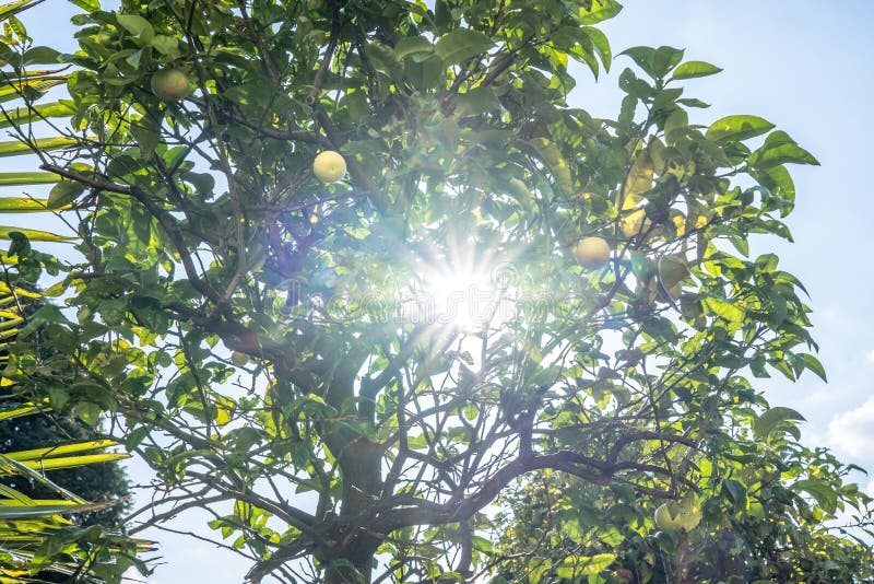 Fruits of wild lemon stock image. Image of closeup, lemon - 173745629